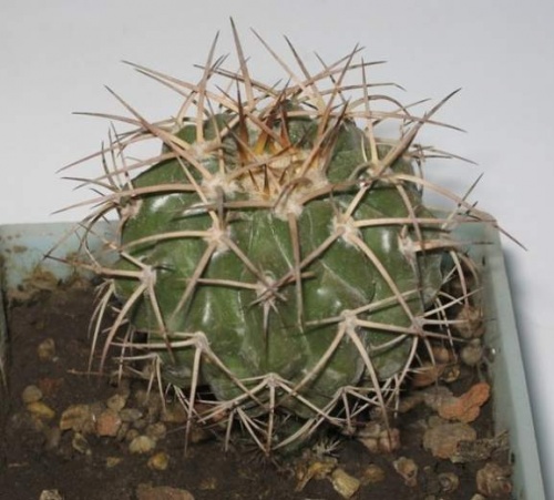 DISCOCACTUS bahiensis Britton & Rose 1922 — Энциклопедия кактусов и ...