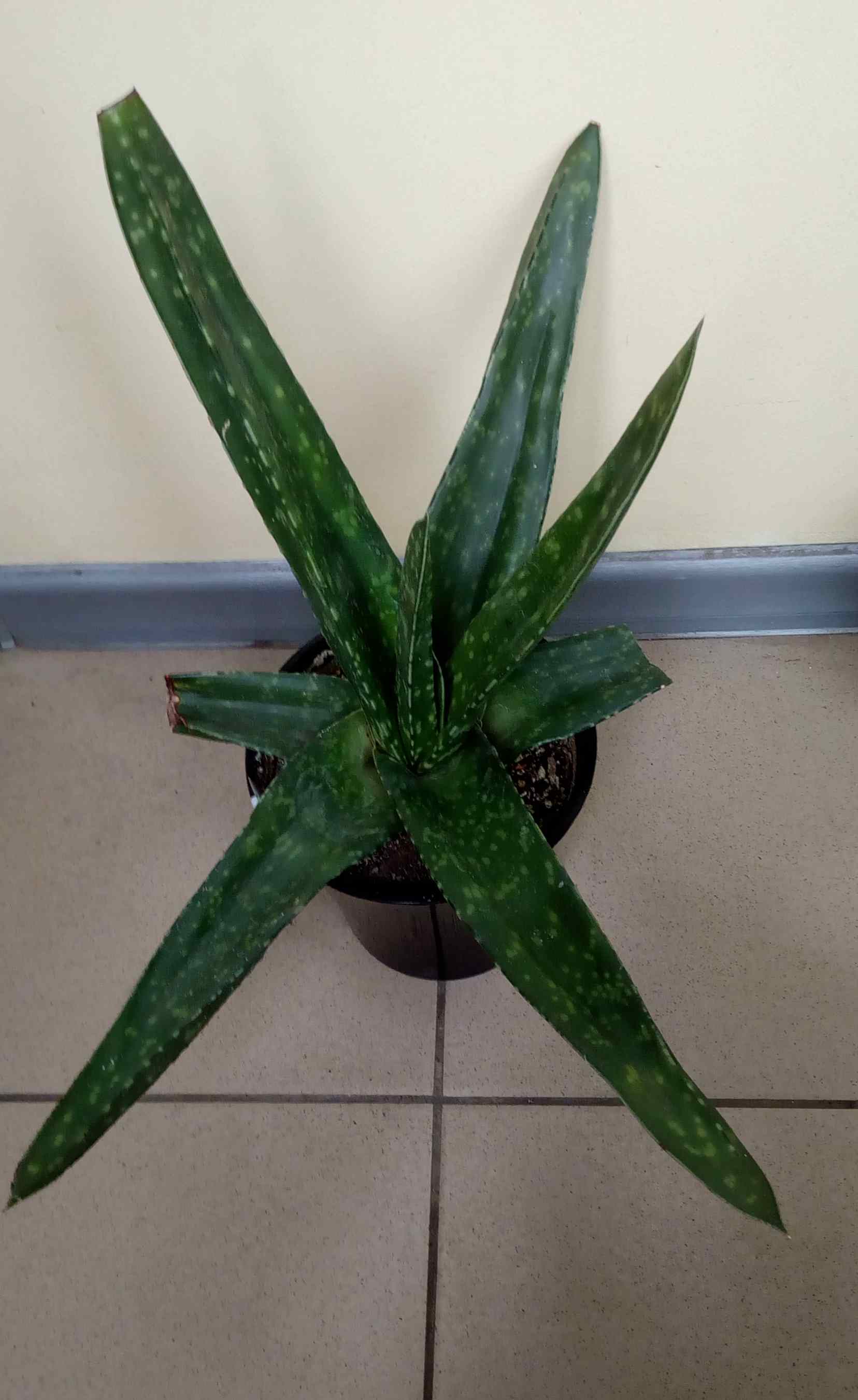 Gasteria excelsa | Магазин кактусов "Кактус Киев"
