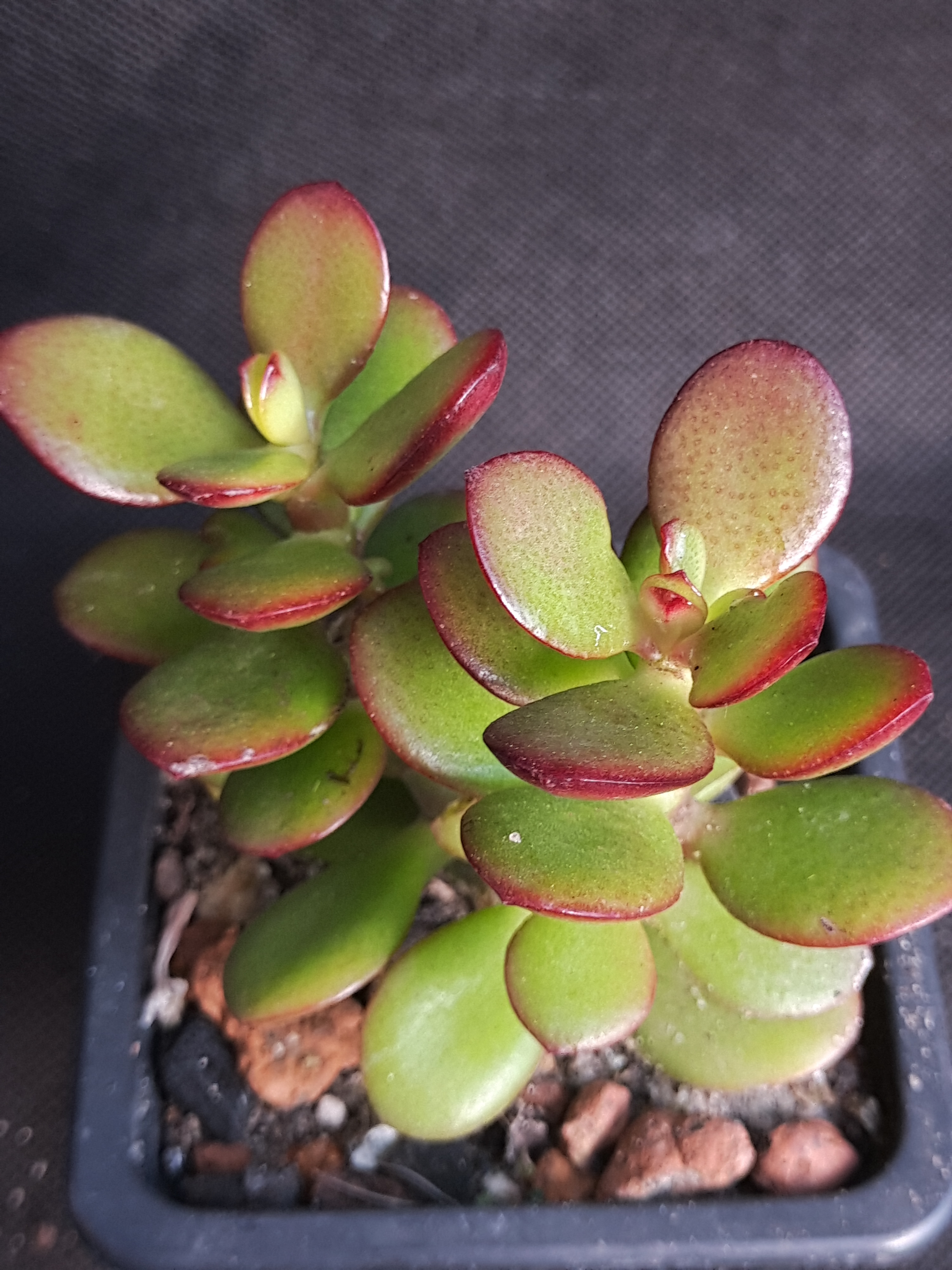 Crassula ovata minor | Магазин кактусов "Кактус Киев"