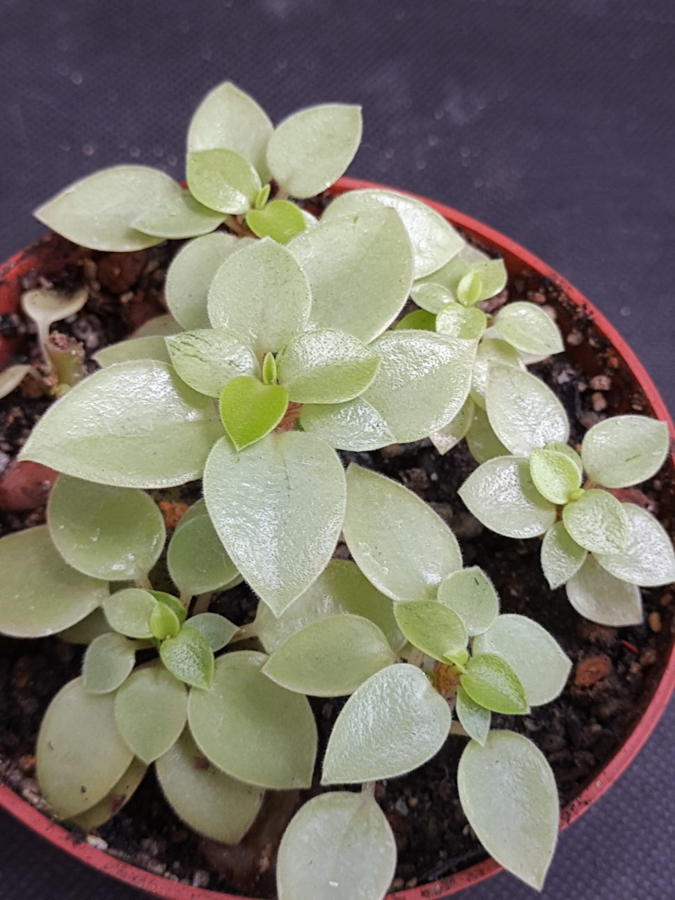 Peperomia orba 'Pixie Lime' | Кактус Київ