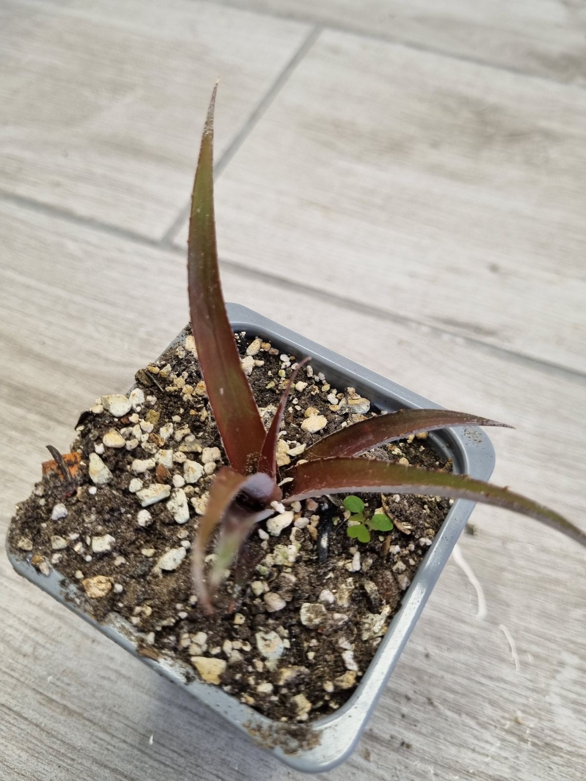 Купити Cryptbergia Rubra Red Burst | Магазин кактусів та інших ...